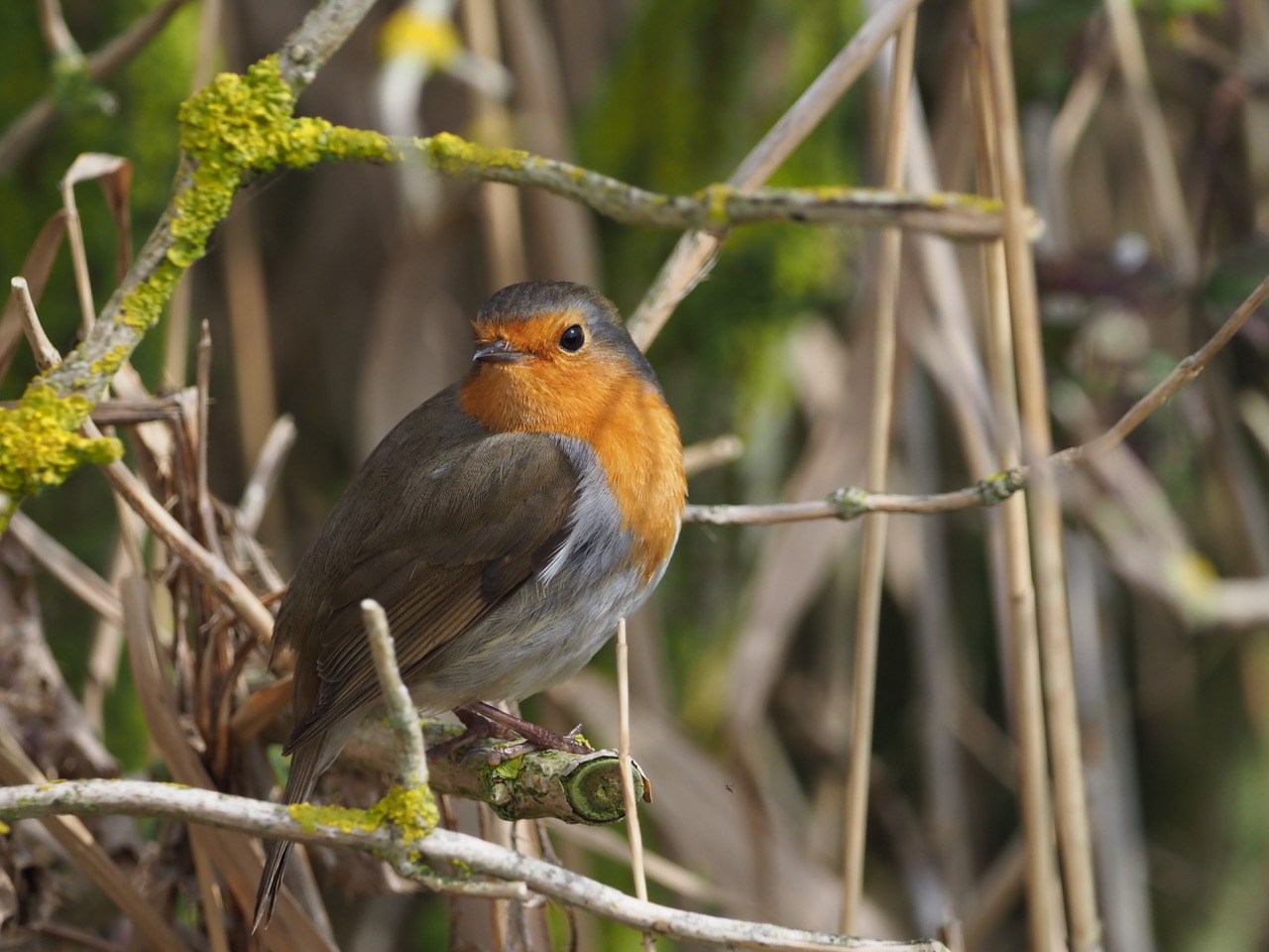 The one and only original Robin - 10,000 Birds