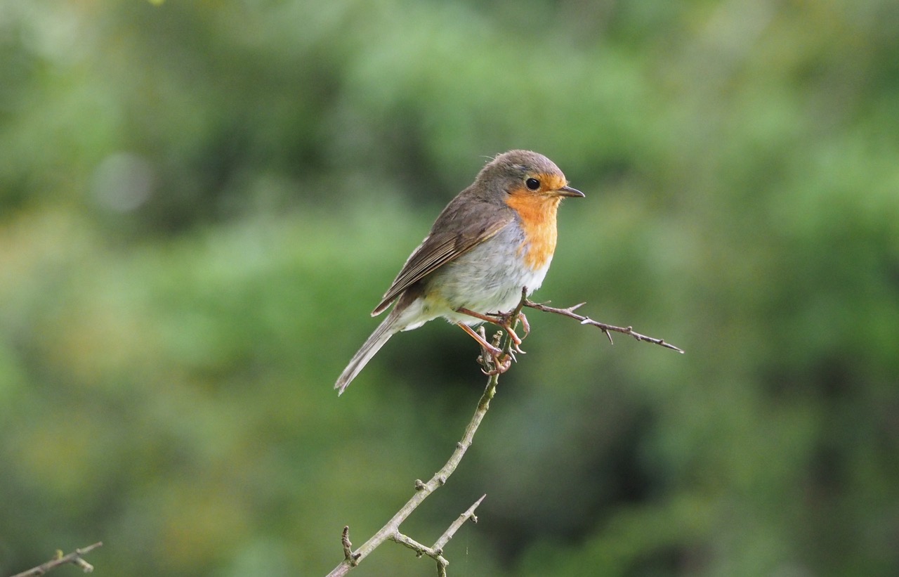 The one and only original Robin - 10,000 Birds