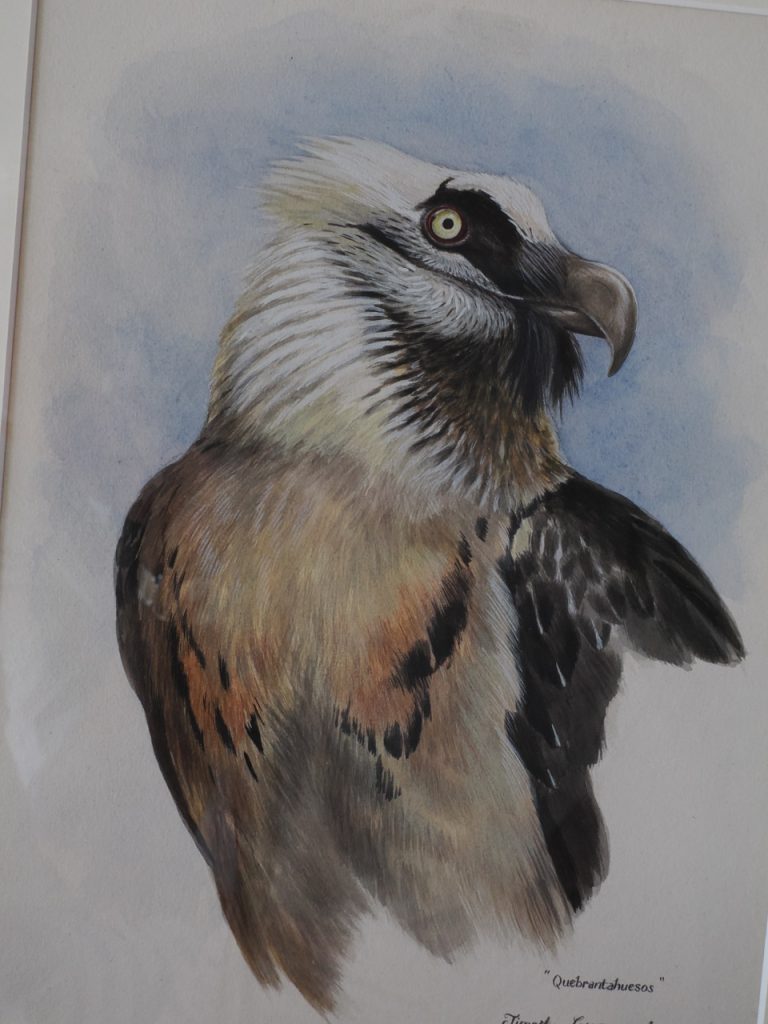 Ordesa Odyssey - 10,000 Birds