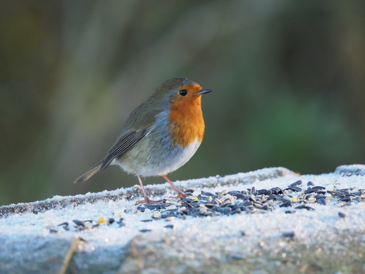 The one and only original Robin - 10,000 Birds