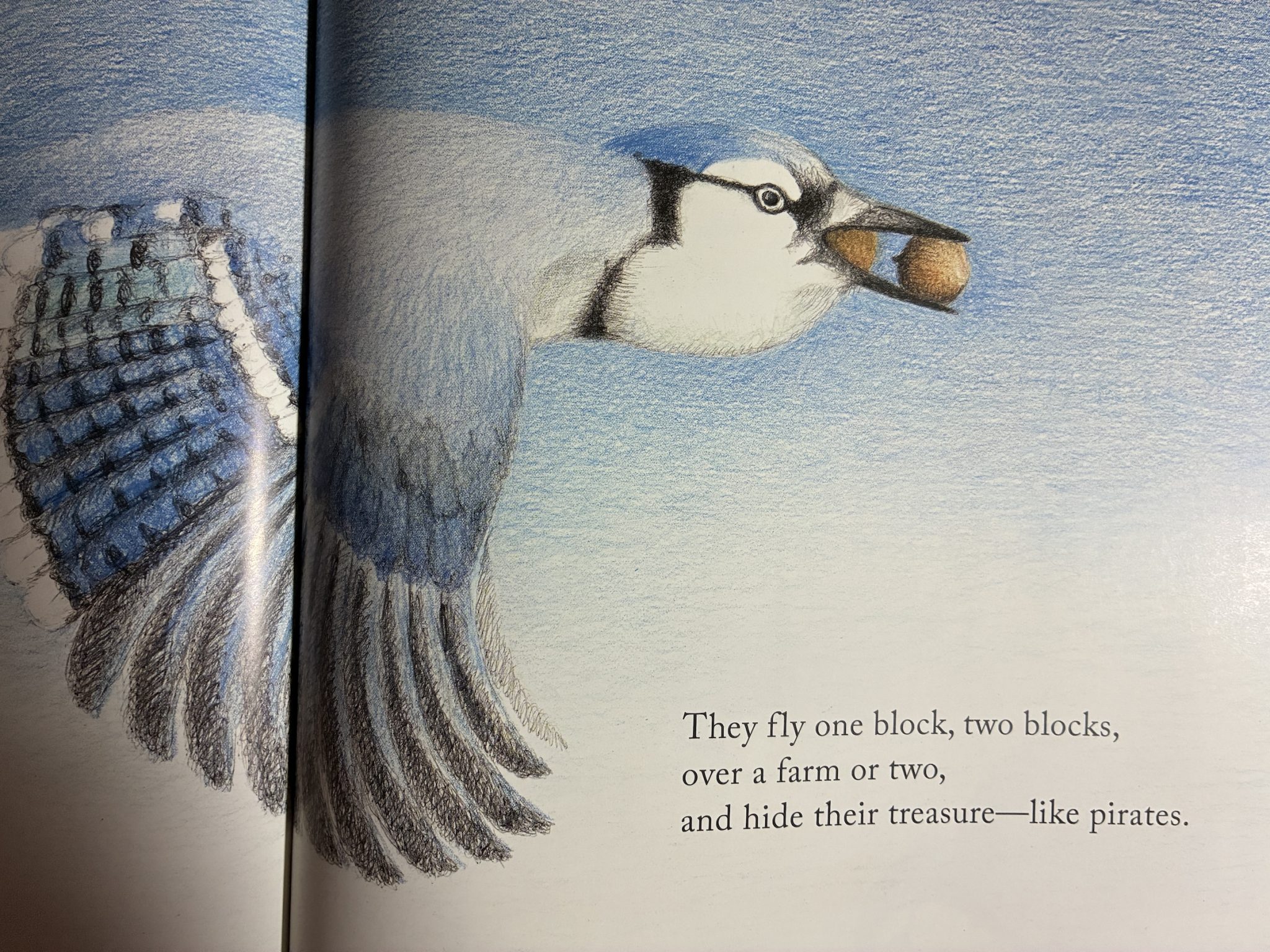 The Blue Jays that Grew a Forest: A KidLit Bird Book Review - 10,000 Birds
