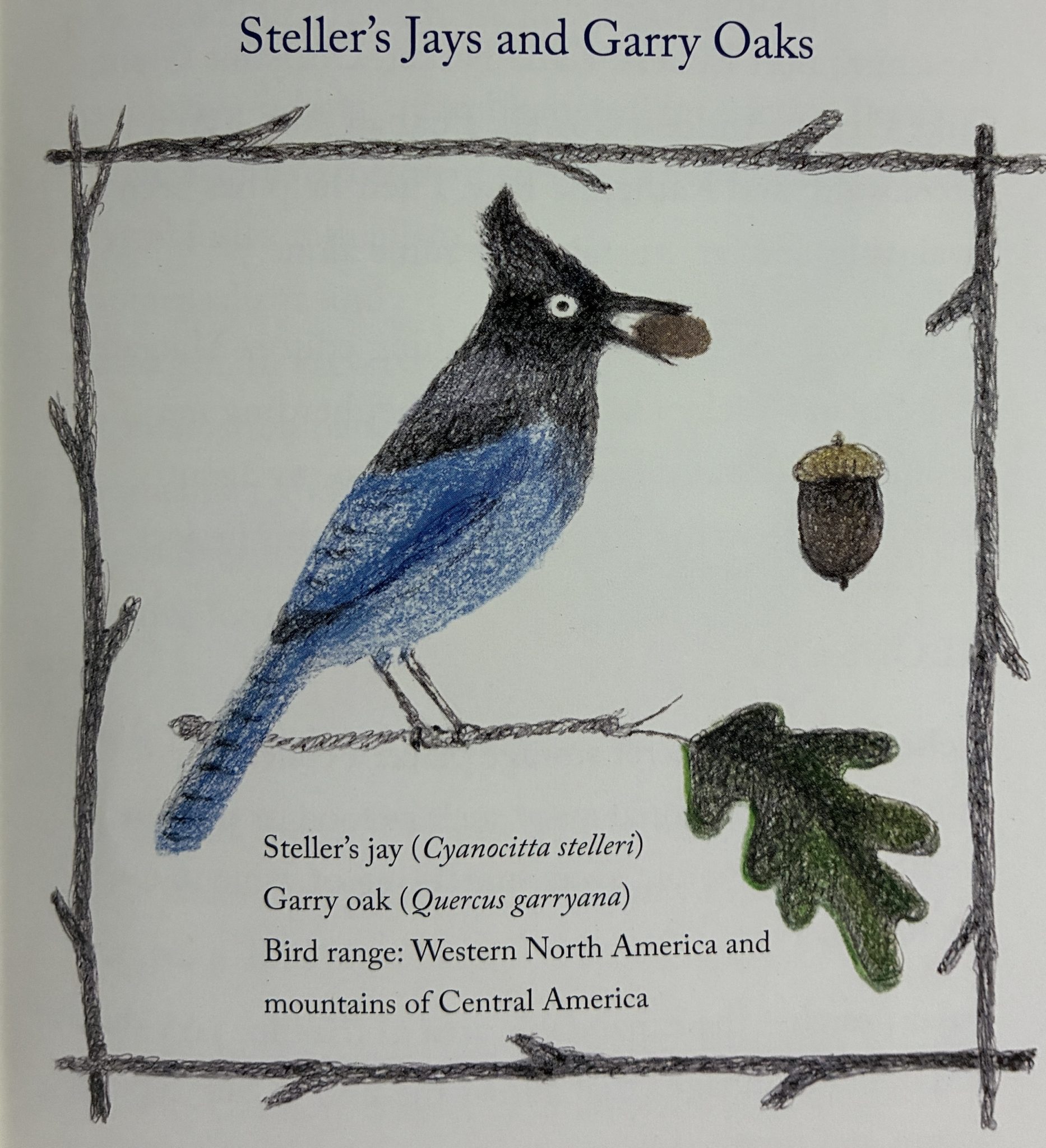 The Blue Jays that Grew a Forest: A KidLit Bird Book Review - 10,000 Birds