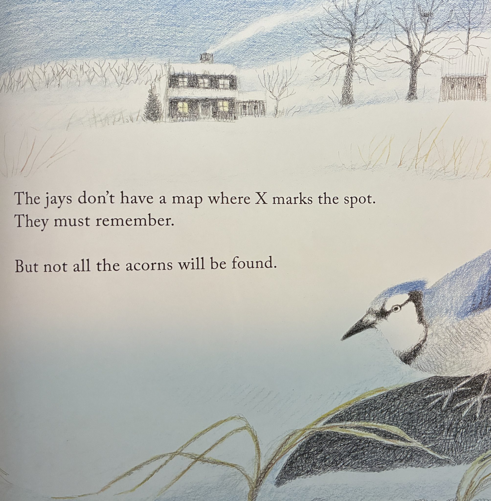 The Blue Jays that Grew a Forest: A KidLit Bird Book Review - 10,000 Birds