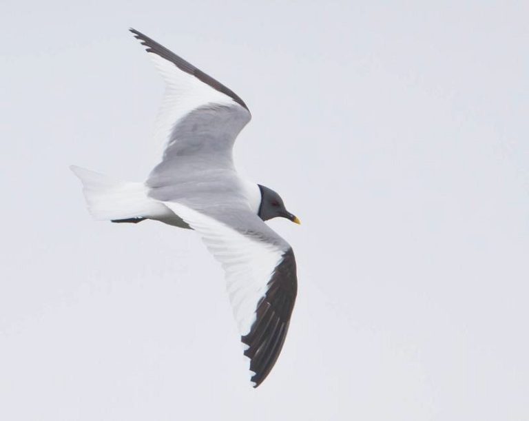 Birding in Victoria, BC, Canada - 10,000 Birds