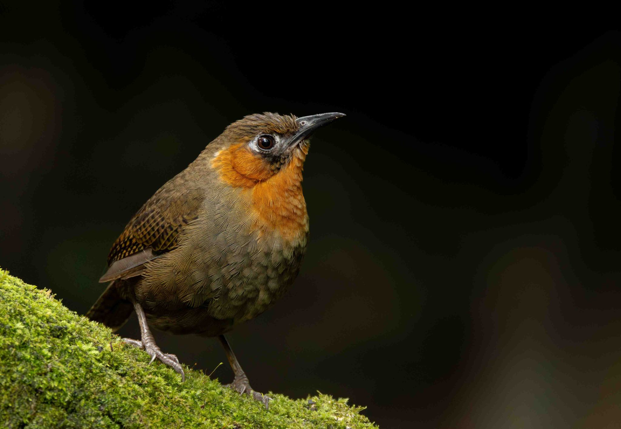 5 Wrens I’ve Met (So Far) on My Birding Adventures.
