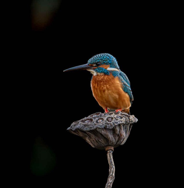 Three Photos: Shanghai - 10,000 Birds