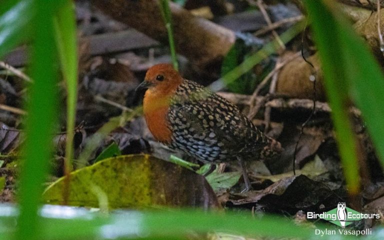 Finding Africa’s most elusive skulkers, the nine flufftail species ...