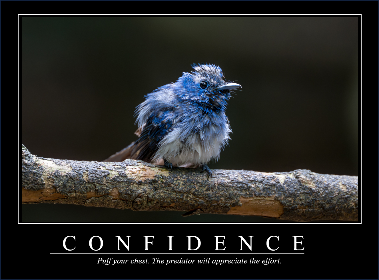 Demotivational Posters for Birds (I) - 10,000 Birds