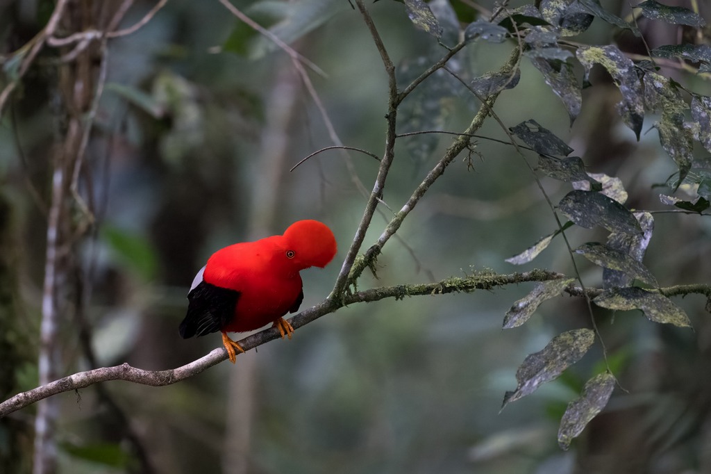 Ecuador’s Andean Chocó: Birding Across Altitudes - 10,000 Birds
