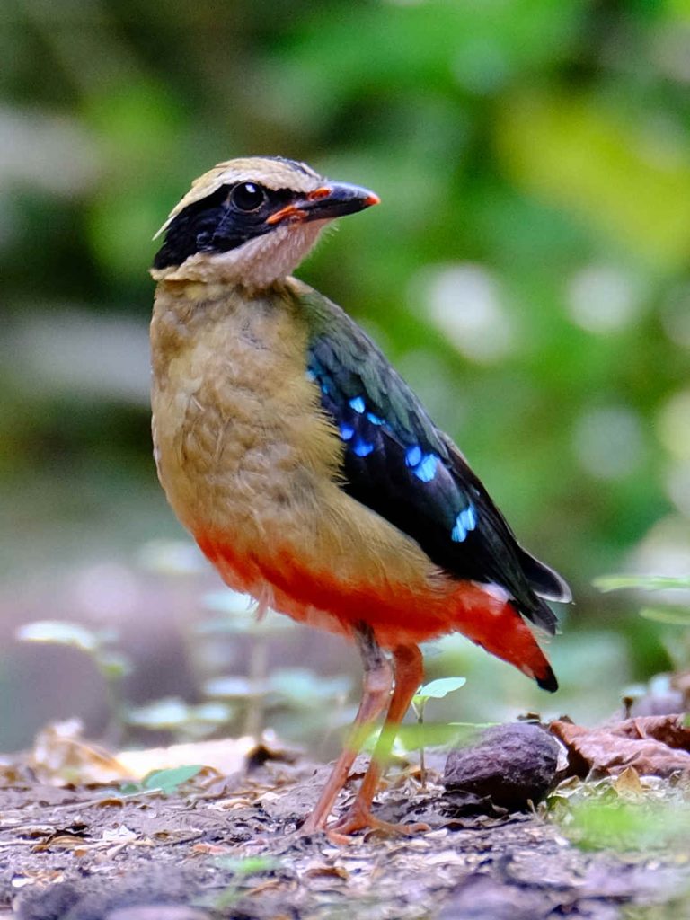 Birding Lodges of the World: Blue Zebra Island Lodge, Malawi - 10,000 Birds