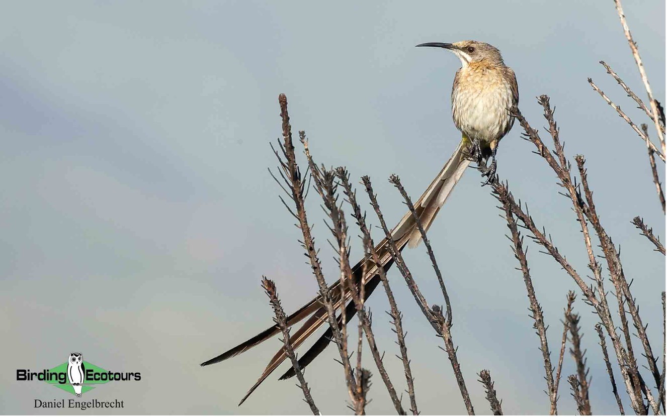 Living on sugary water: the life of nectar-feeding birds - 10,000 Birds