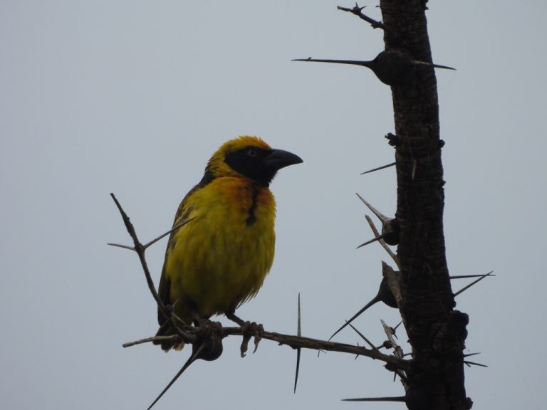 The rediscovery of Uganda’s endemic Fox’s Weaver - 10,000 Birds