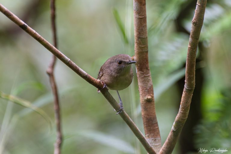 Bird Guides of the World: Mihaja Randrianjaka, Madagascar - 10,000 Birds