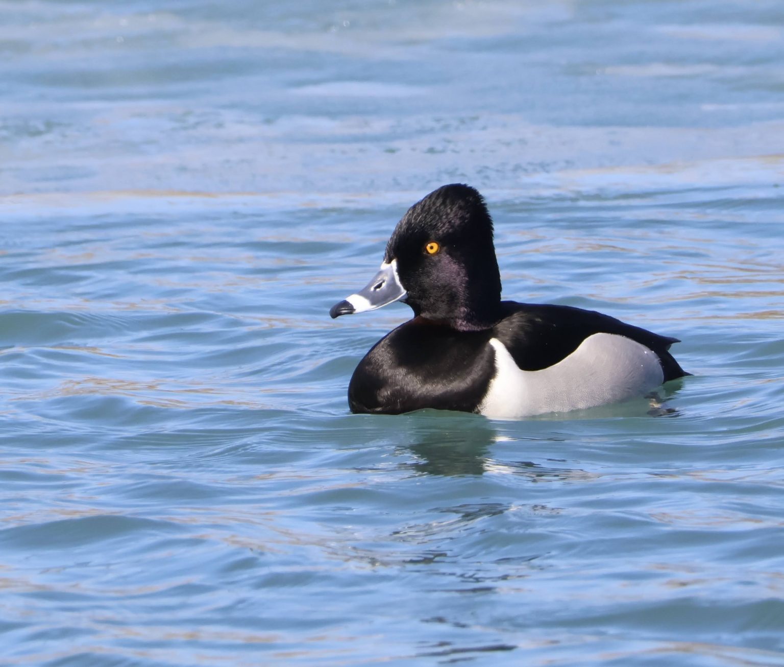 Three Ducks - 10,000 Birds