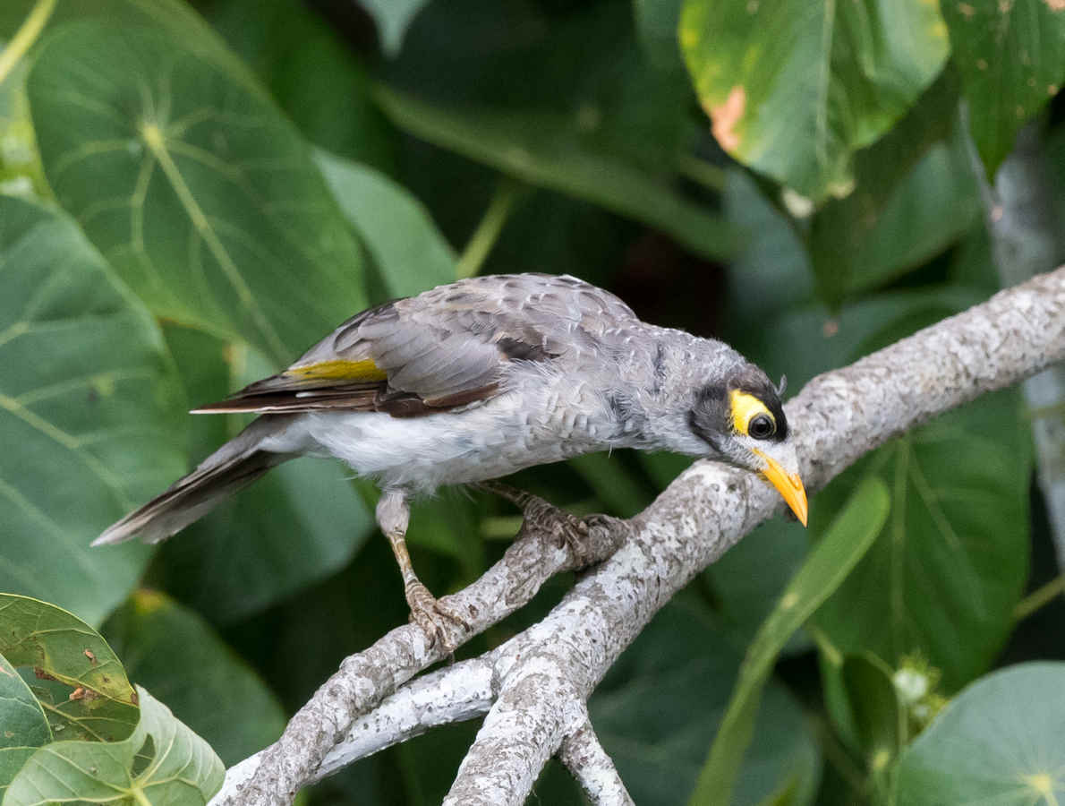 The Bully in my Backyard - 10,000 Birds
