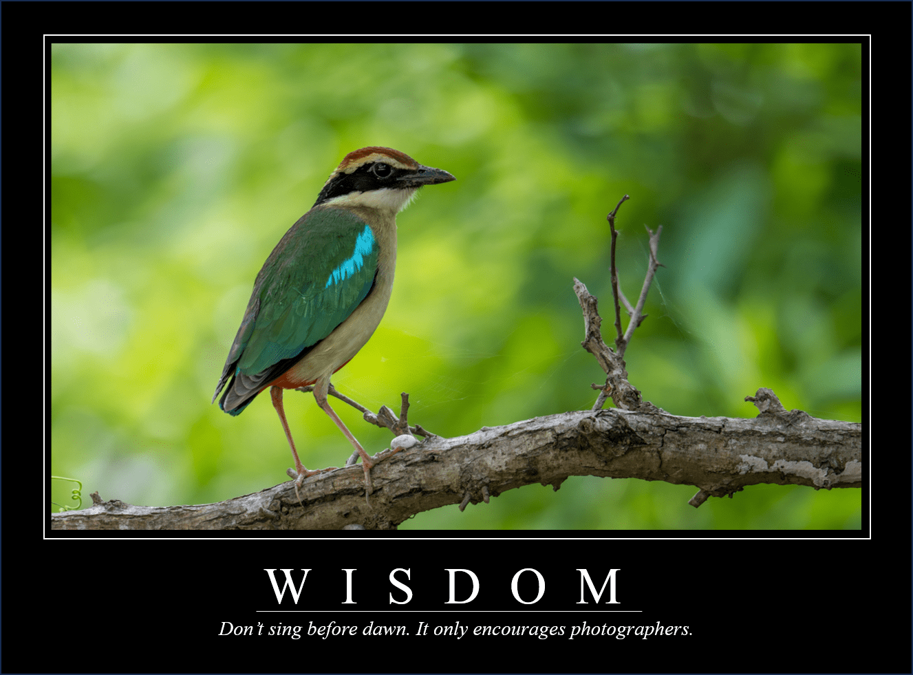 Demotivational Posters for Birds (III) - 10,000 Birds