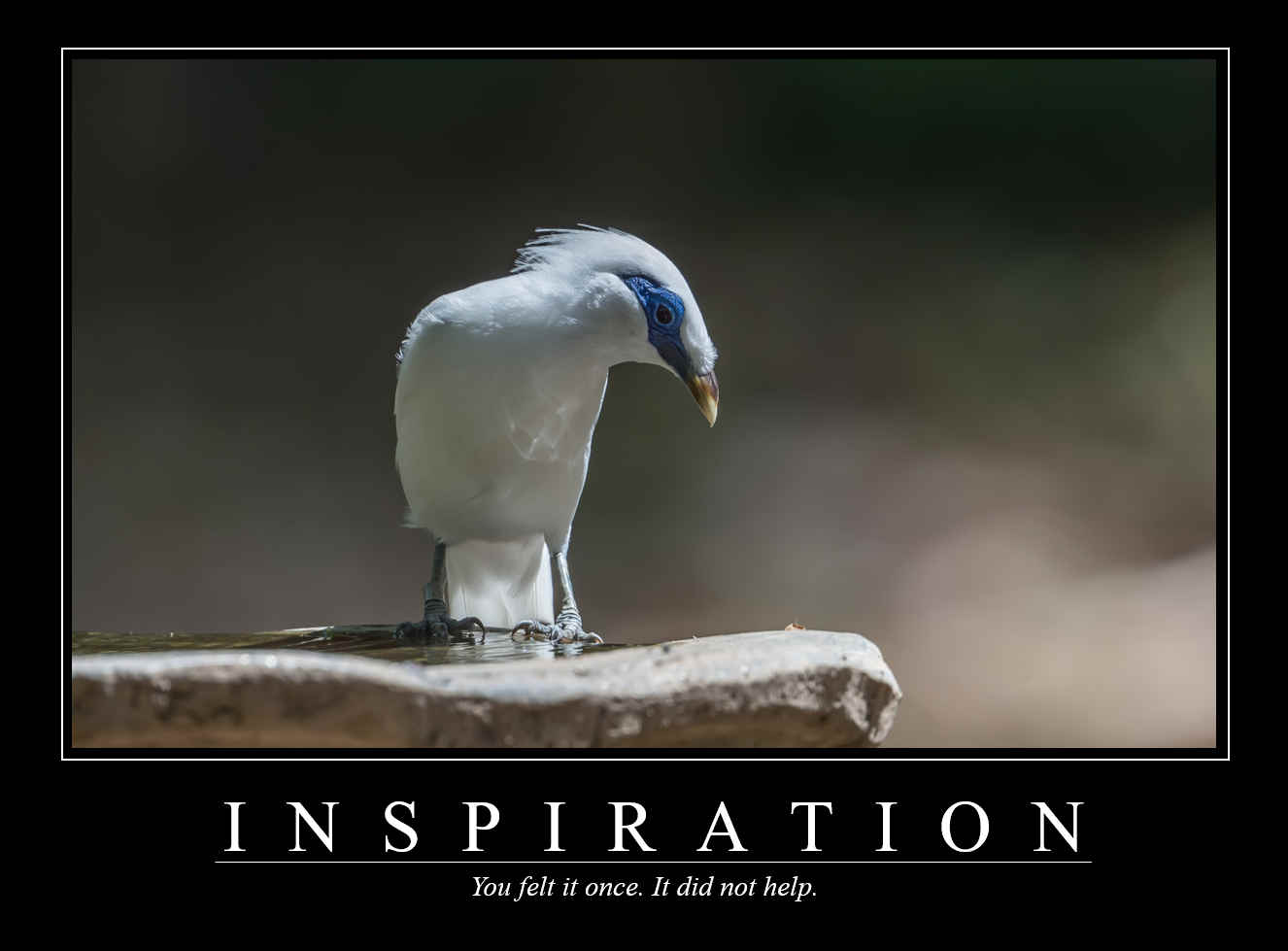 Demotivational Posters for Birds (VI) - 10,000 Birds