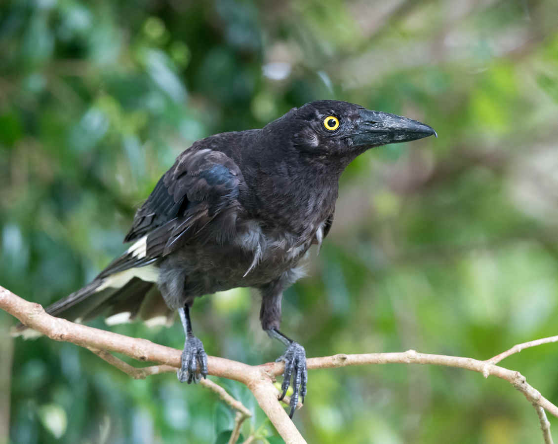 10 Reasons Why Birds Win the Species Competition With Humans - 10,000 Birds