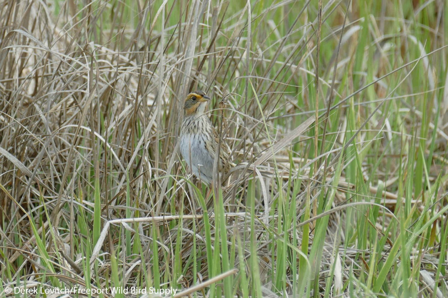 Interview with Derek Lovitch, Bird Book Author, Bird Guide and Bird ...
