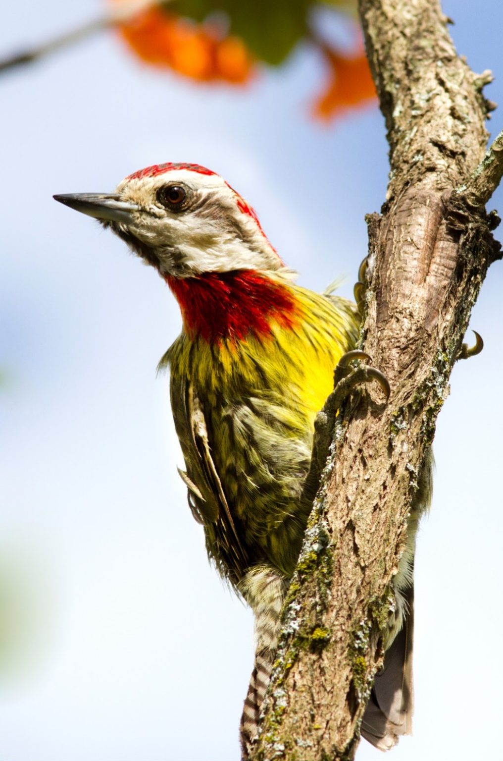 Educating Cuban bird guides, protecting Cuban endemics - 10,000 Birds