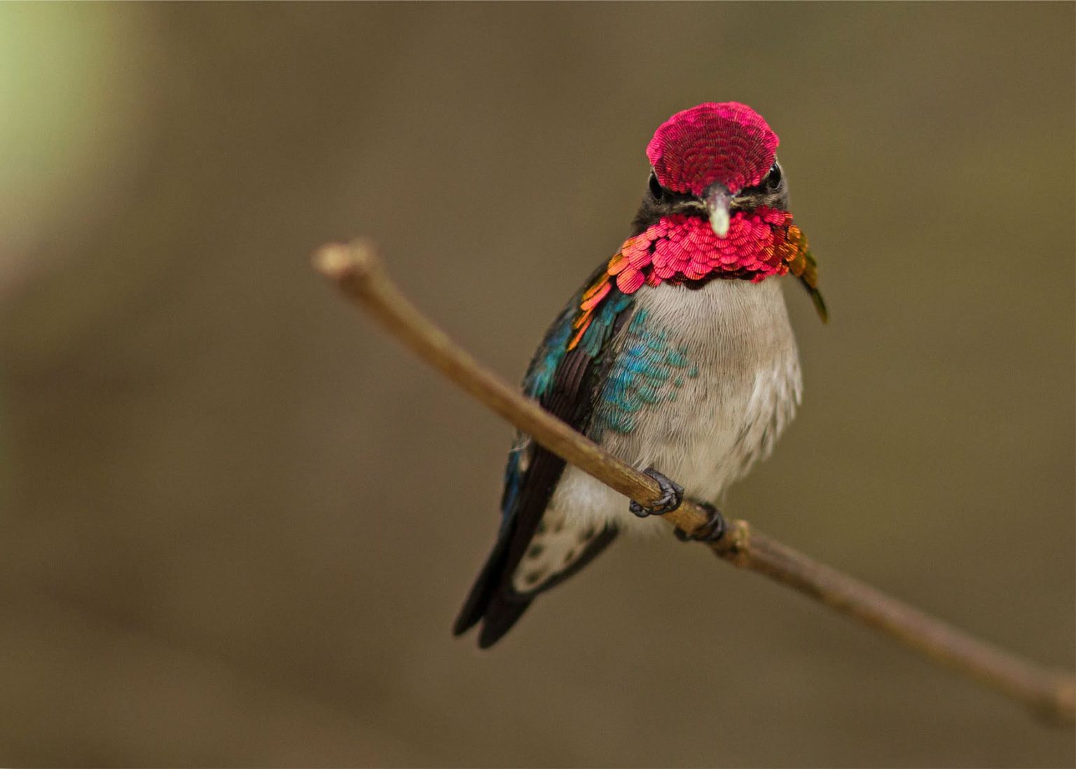 Educating Cuban bird guides, protecting Cuban endemics - 10,000 Birds
