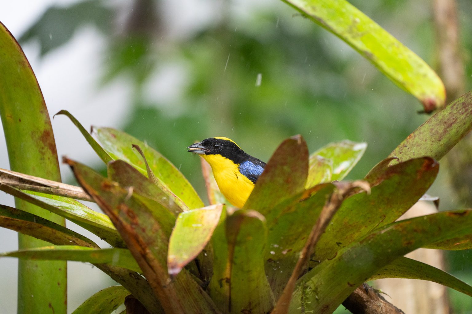 Ecuador’s Andean Chocó: Birding Across Altitudes - 10,000 Birds