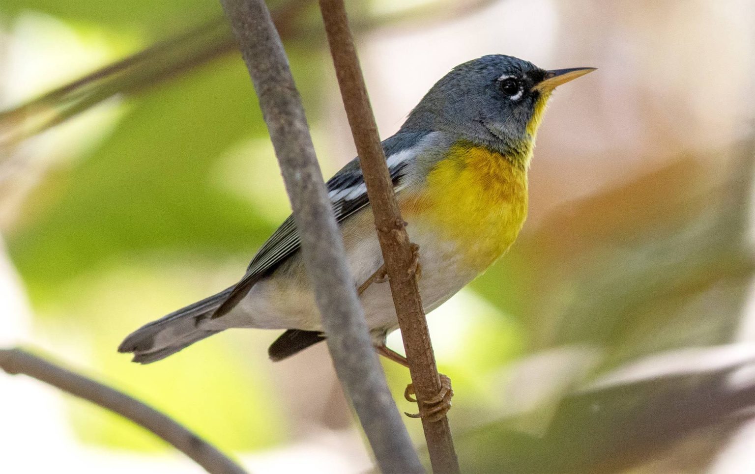 Educating Cuban bird guides, protecting Cuban endemics - 10,000 Birds