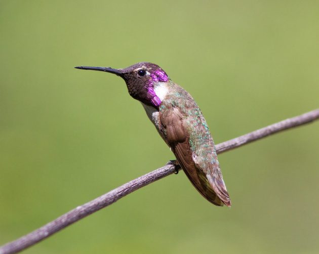 The Chemistry of Birds (31): Hummingbird Metabolism and Fuel Switching ...