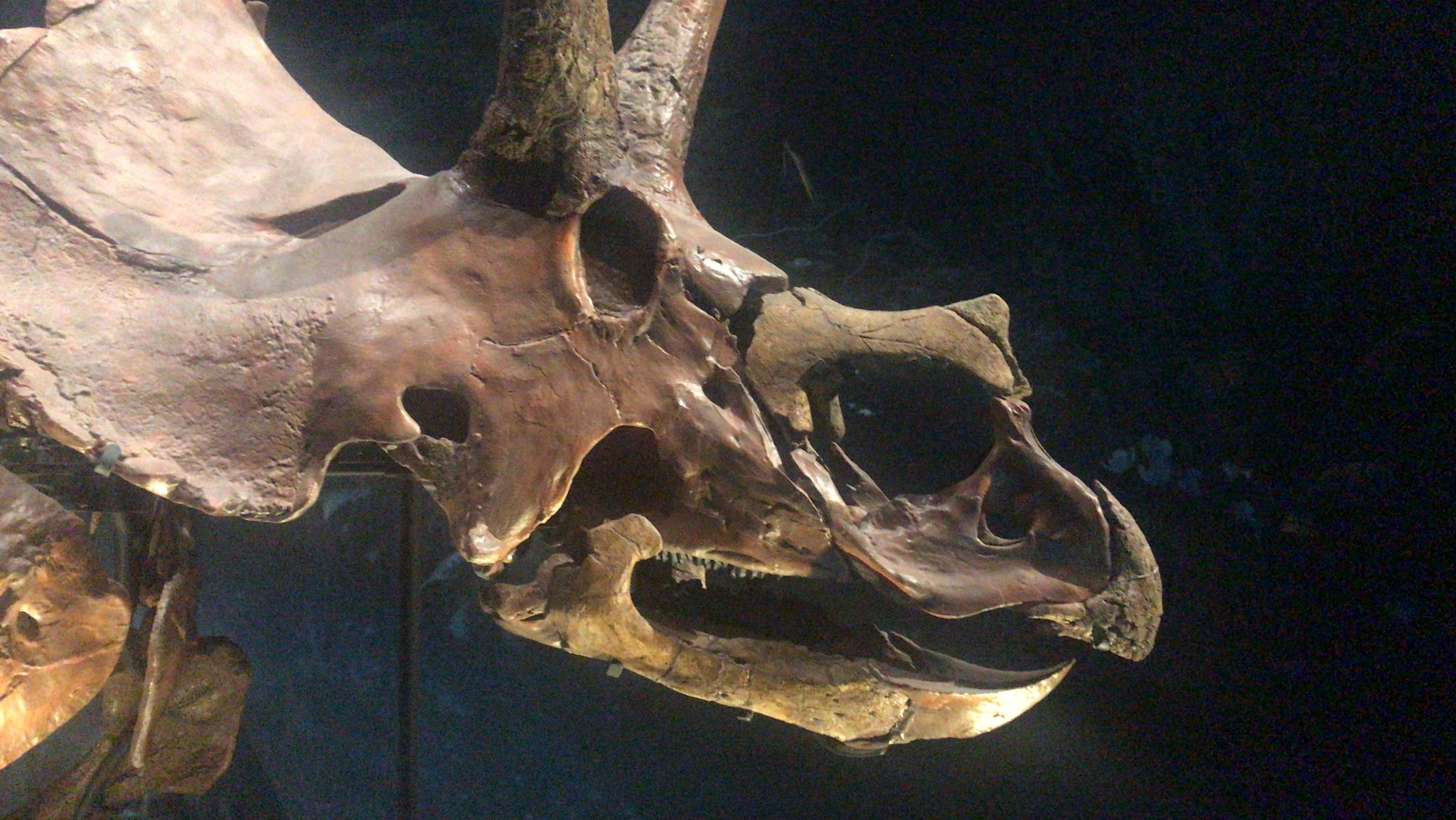 Non-birds Non Sequitur - 10,000 Birds