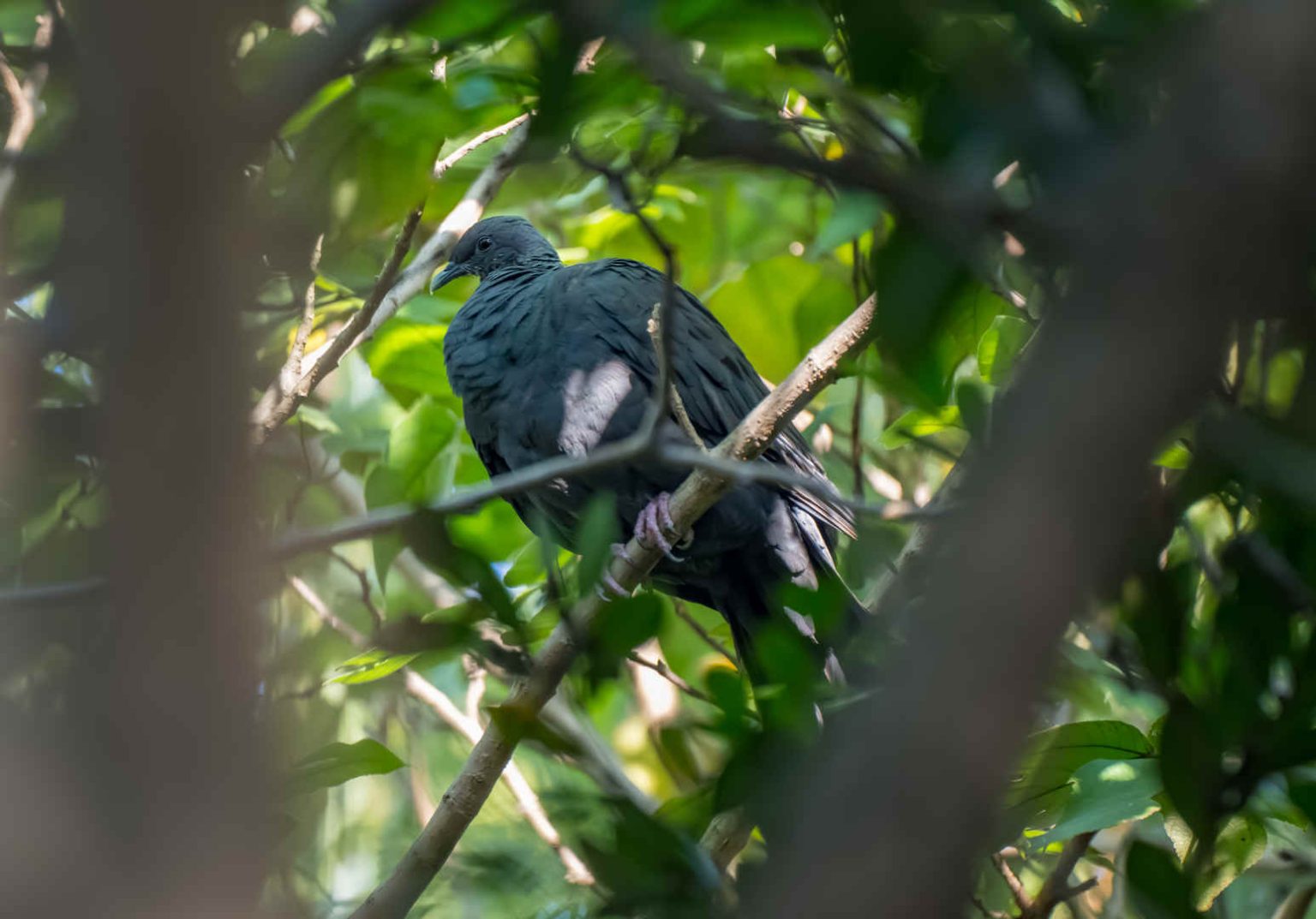 Birding Shanghai in November 2025 - 10,000 Birds