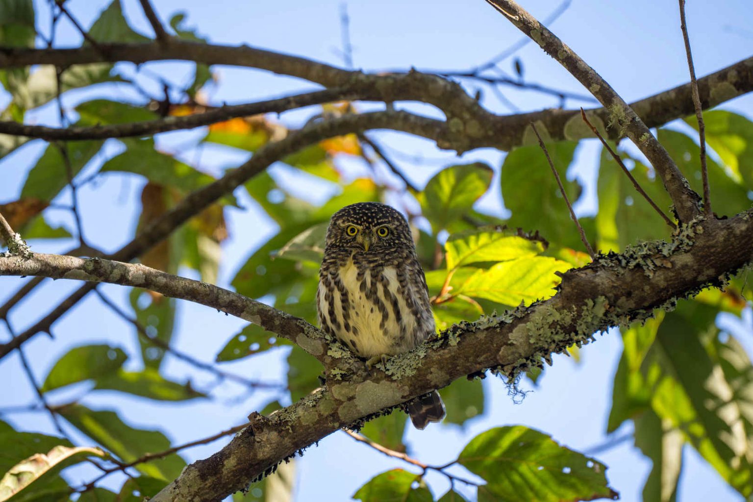 Species Spotlight: Collared Owlet - 10,000 Birds