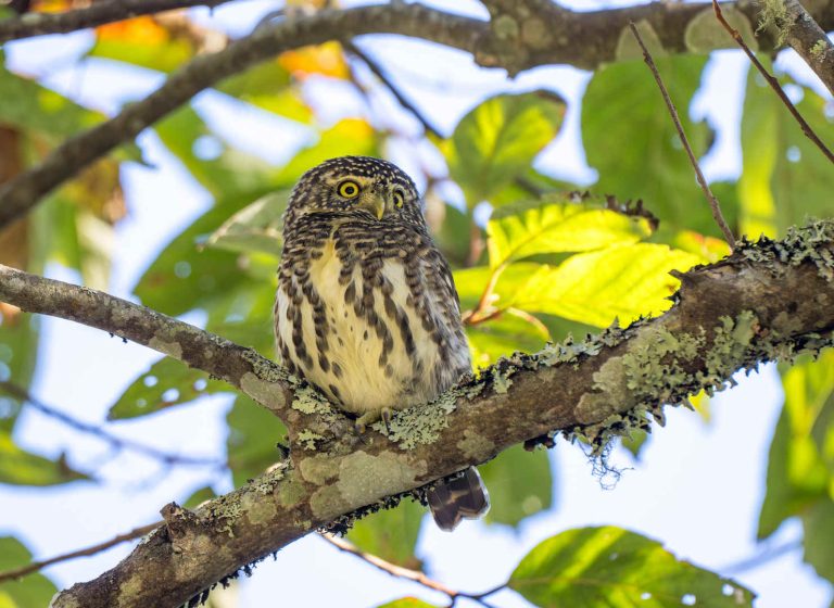 Species Spotlight: Collared Owlet - 10,000 Birds