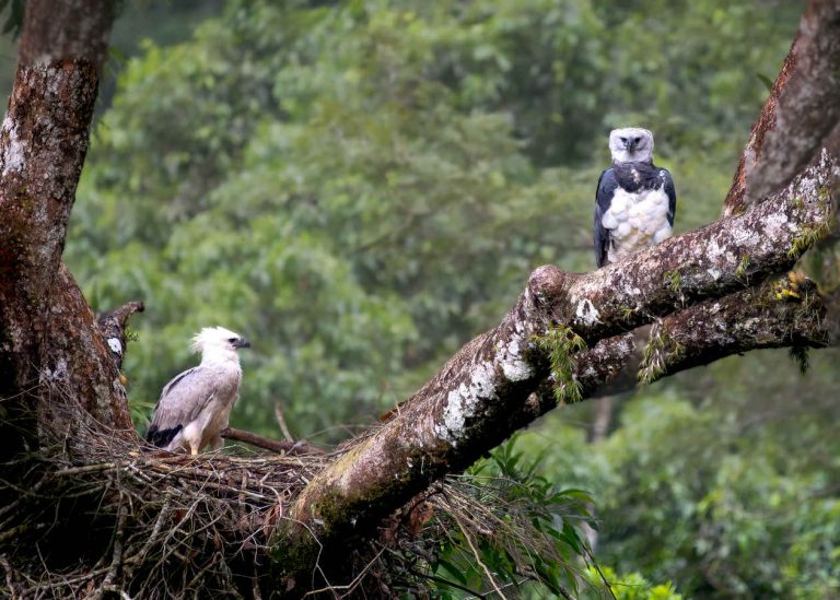 Three Photos: Nesting Season Of The Harpy Eagle In Colombia - 10,000 Birds