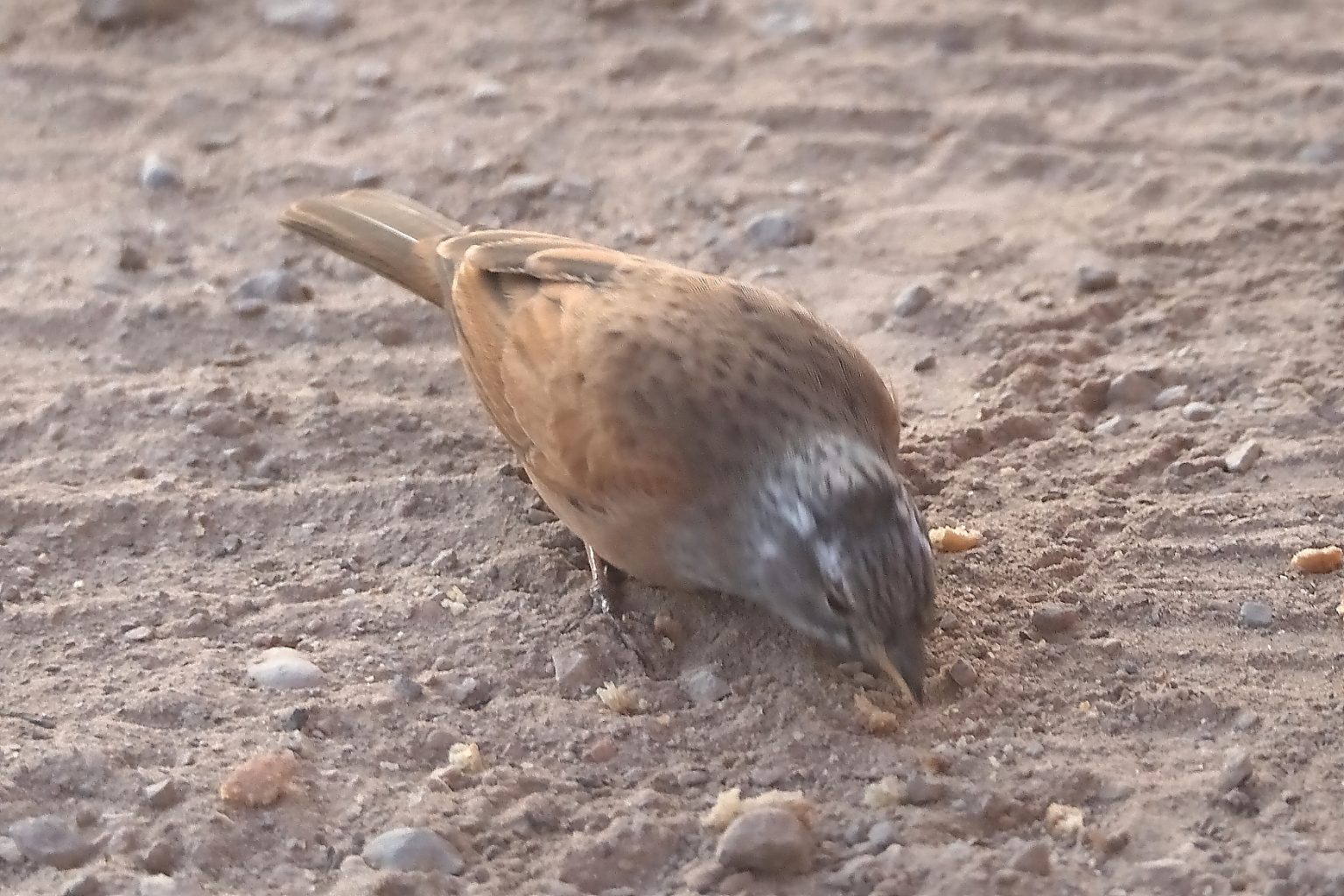 Moroccan Birds Are Cool - 10,000 Birds
