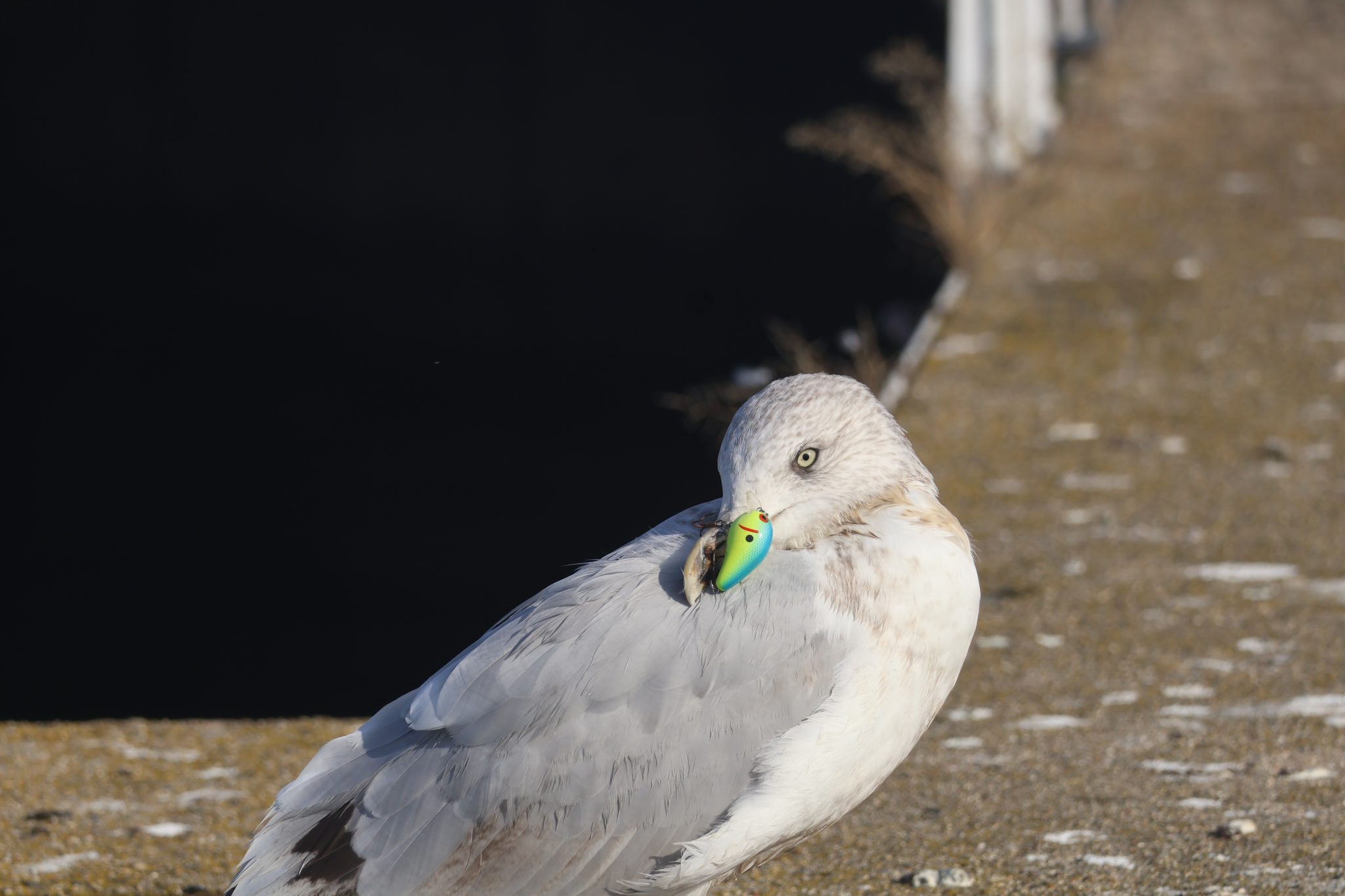 Fishermen, What to do if You Hook a Bird - 10,000 Birds
