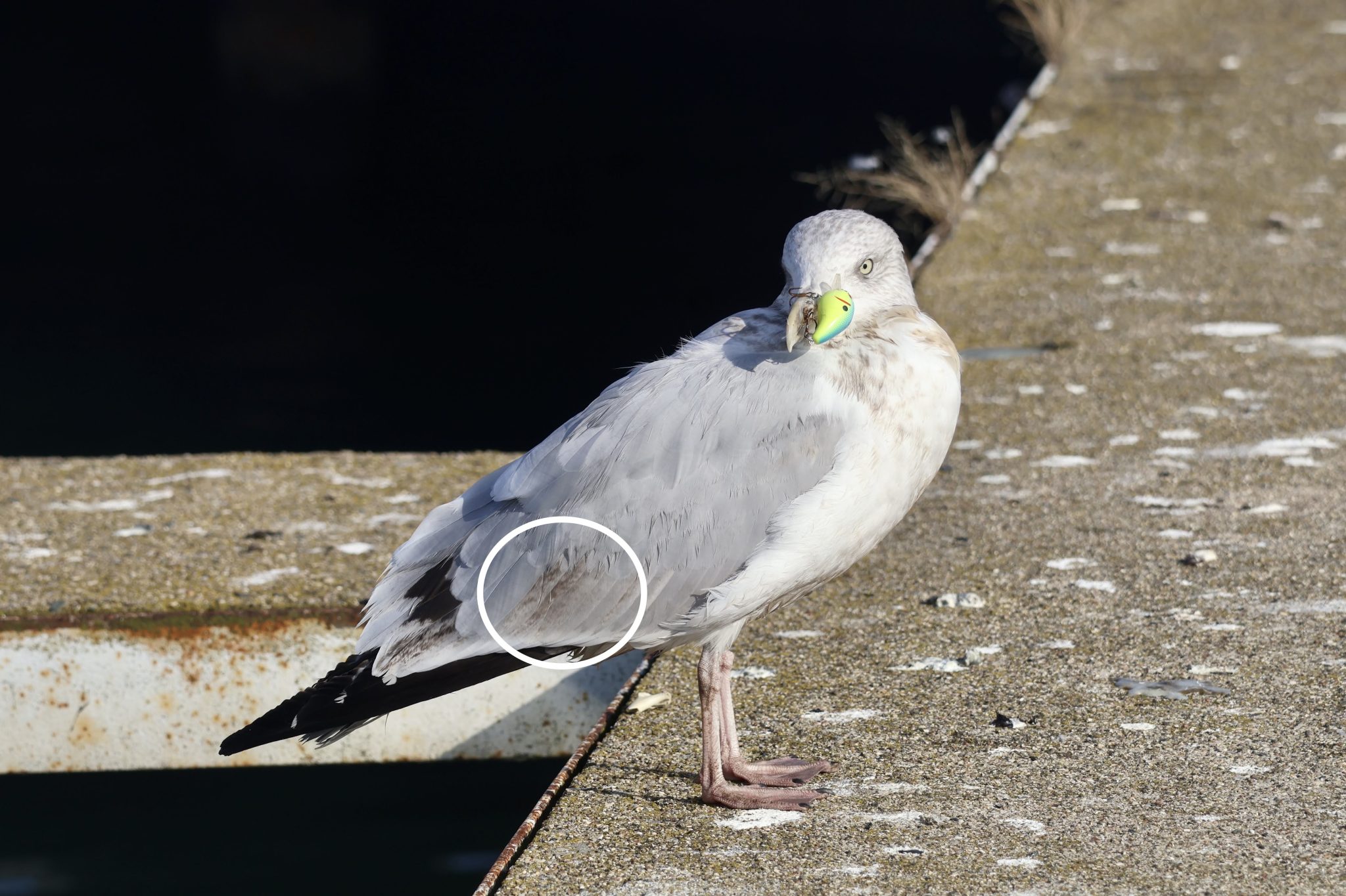 Fishermen, What to do if You Hook a Bird - 10,000 Birds
