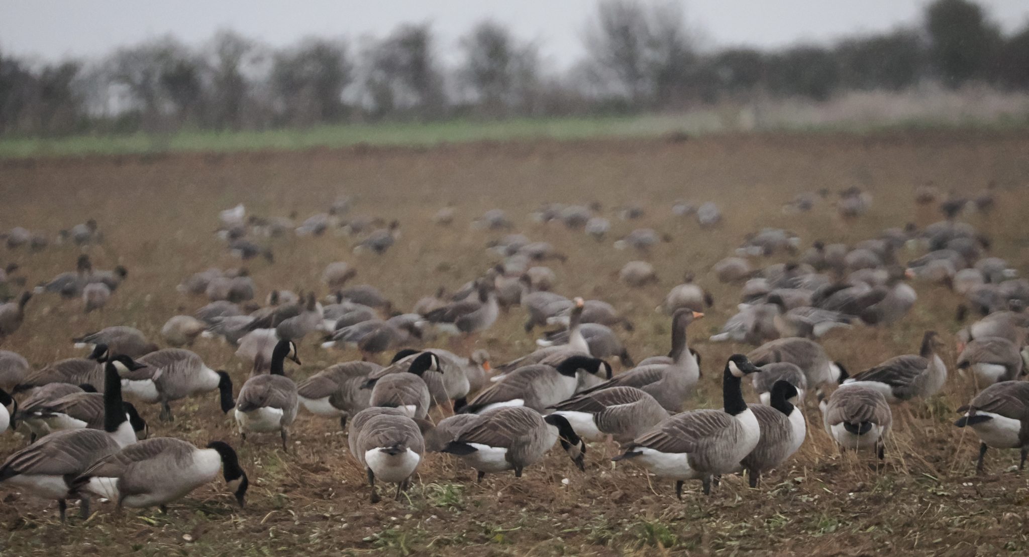 A touch of luck - 10,000 Birds