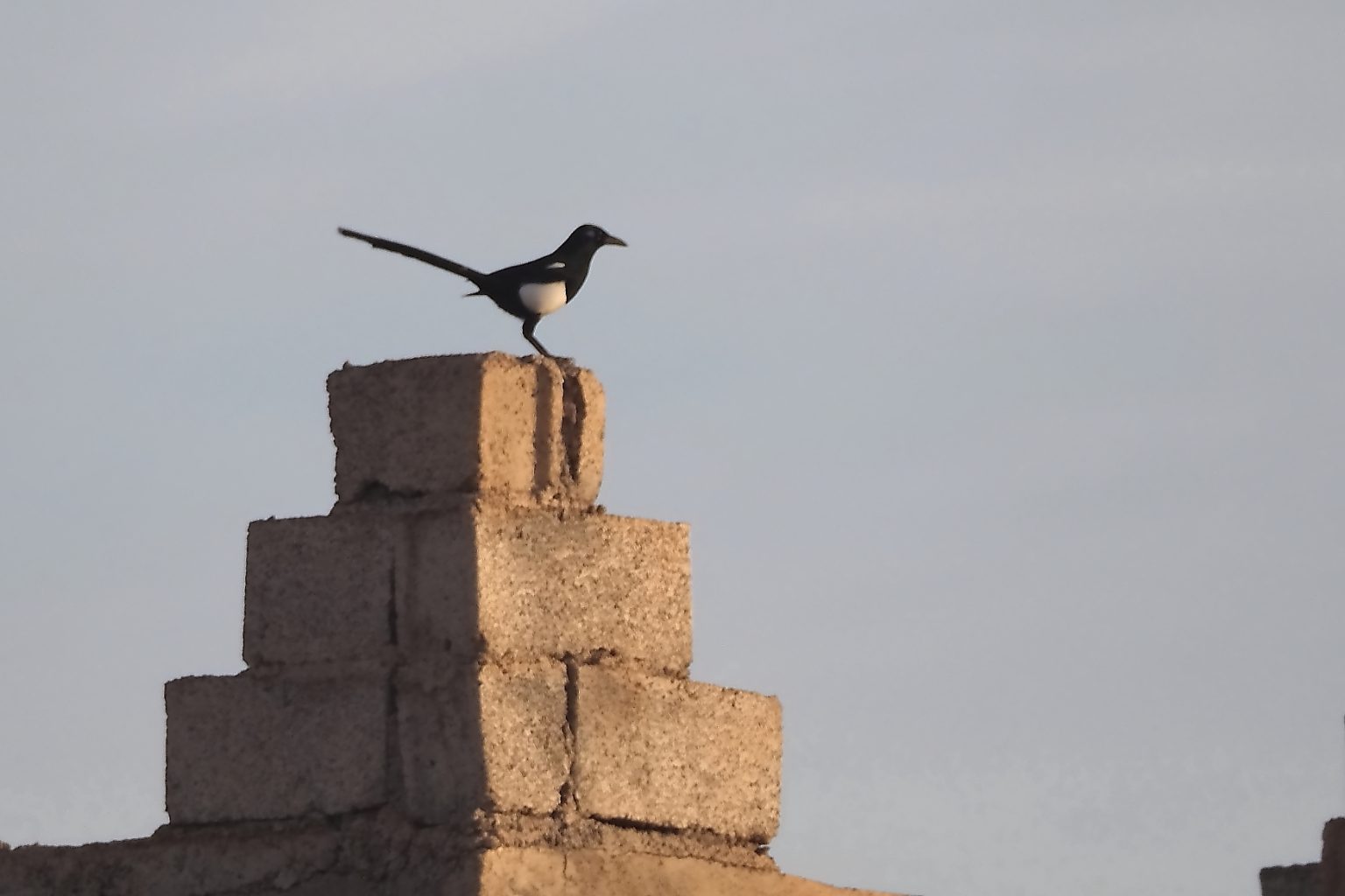 Moroccan Birds Are Cool - 10,000 Birds