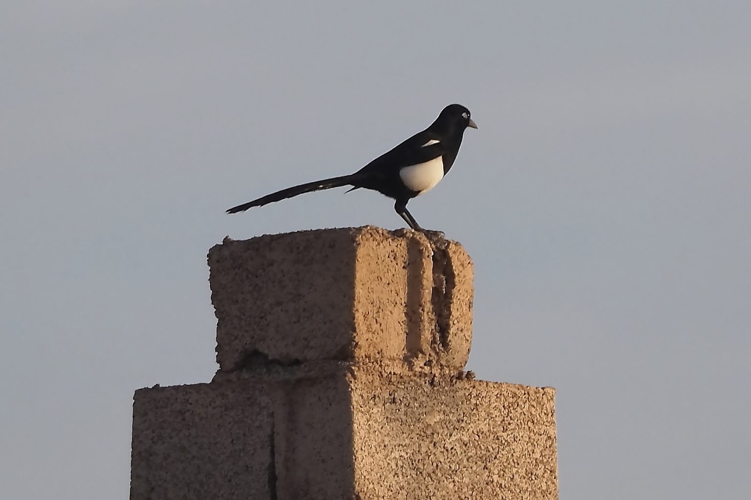 Moroccan Birds Are Cool - 10,000 Birds