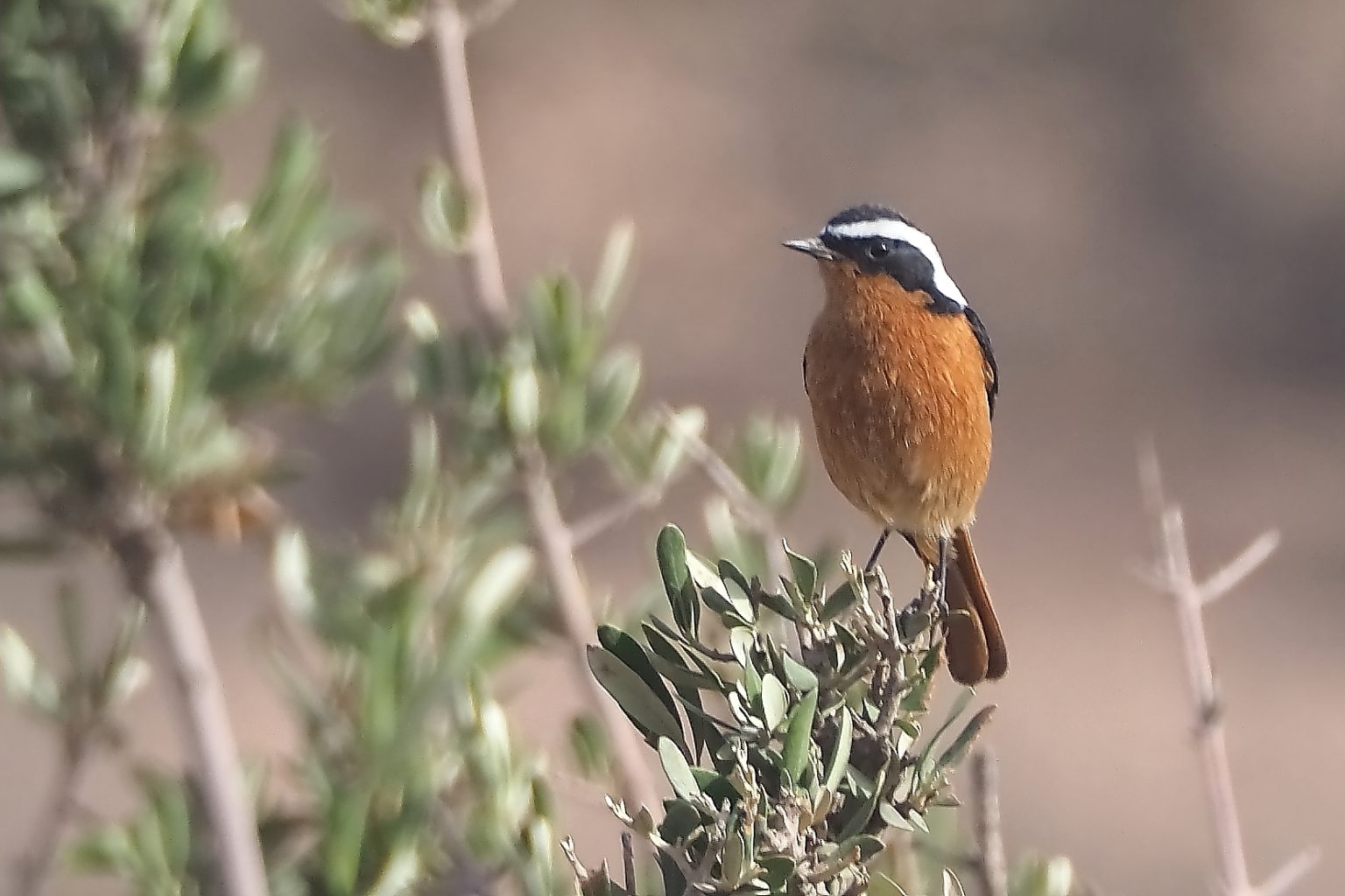 Moroccan Birds Are Cool - 10,000 Birds