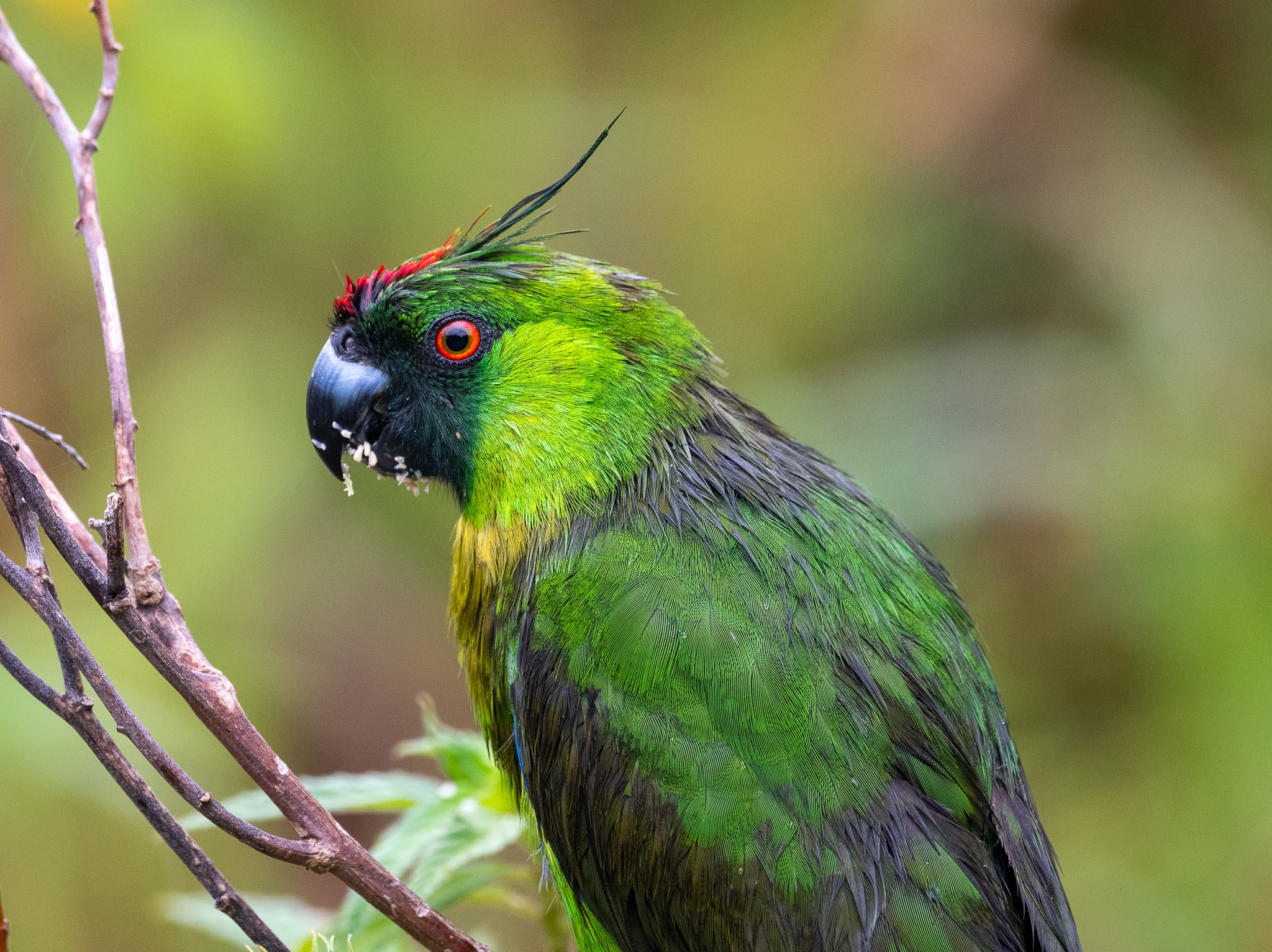 Detour for the Ouvea Parakeet - 10,000 Birds