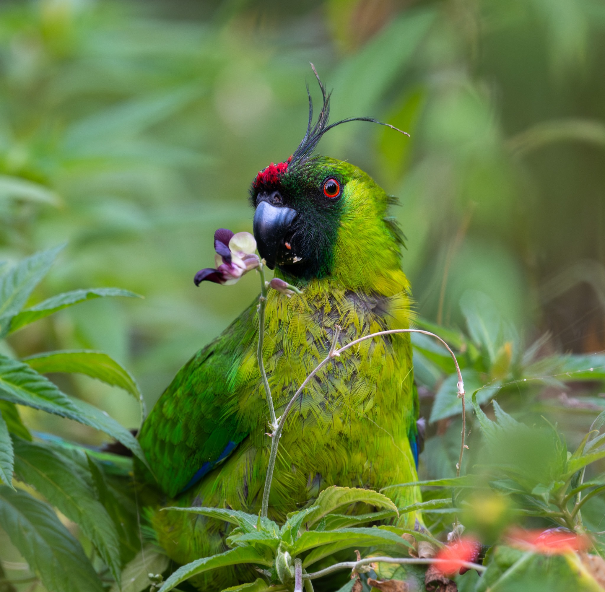 Detour for the Ouvea Parakeet - 10,000 Birds