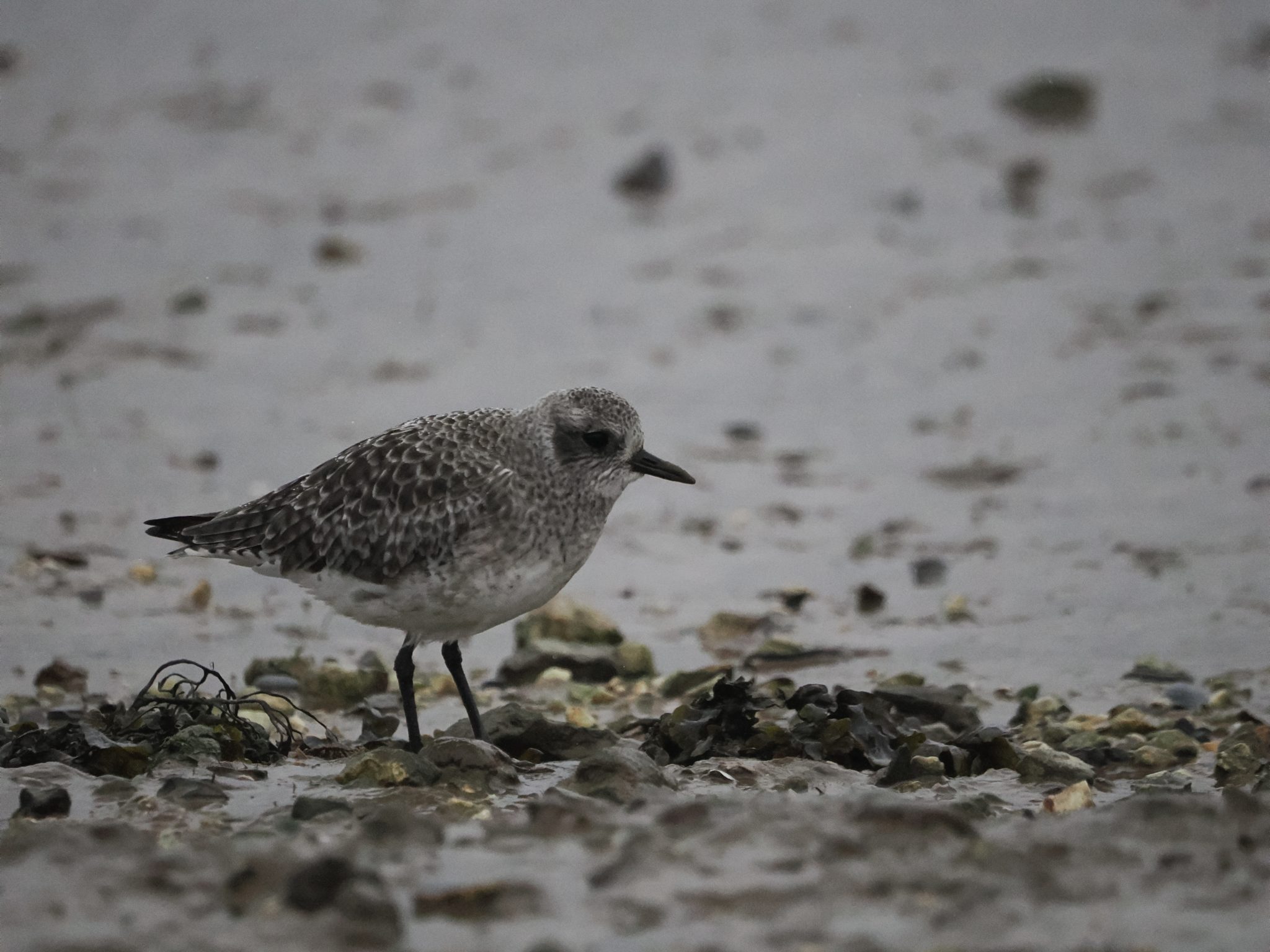 Grey days and grey birds - 10,000 Birds