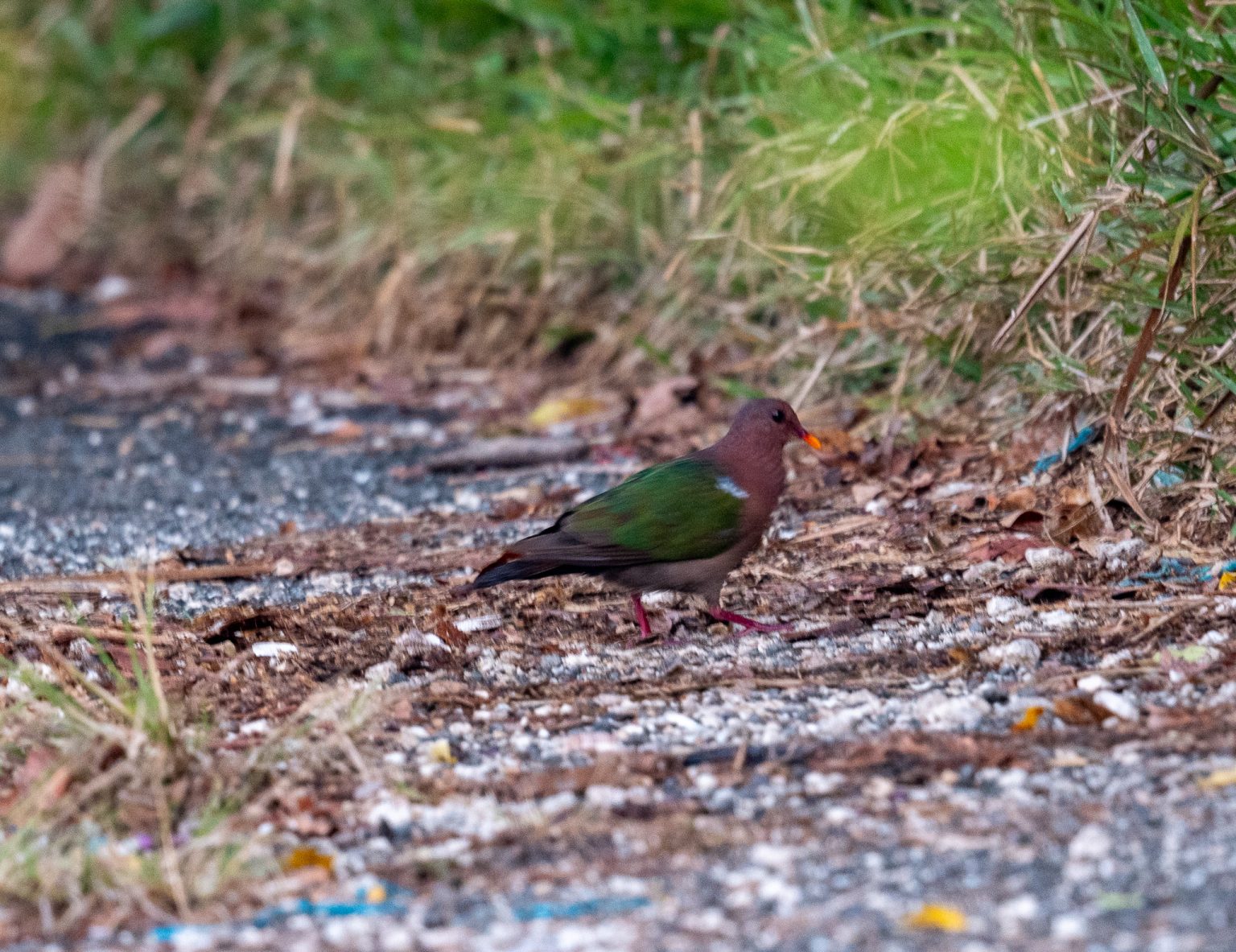 Detour for the Ouvea Parakeet - 10,000 Birds