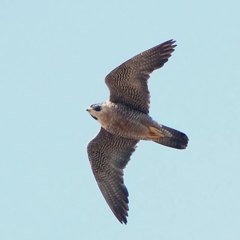 The Pilgrim Falcon - 10,000 Birds