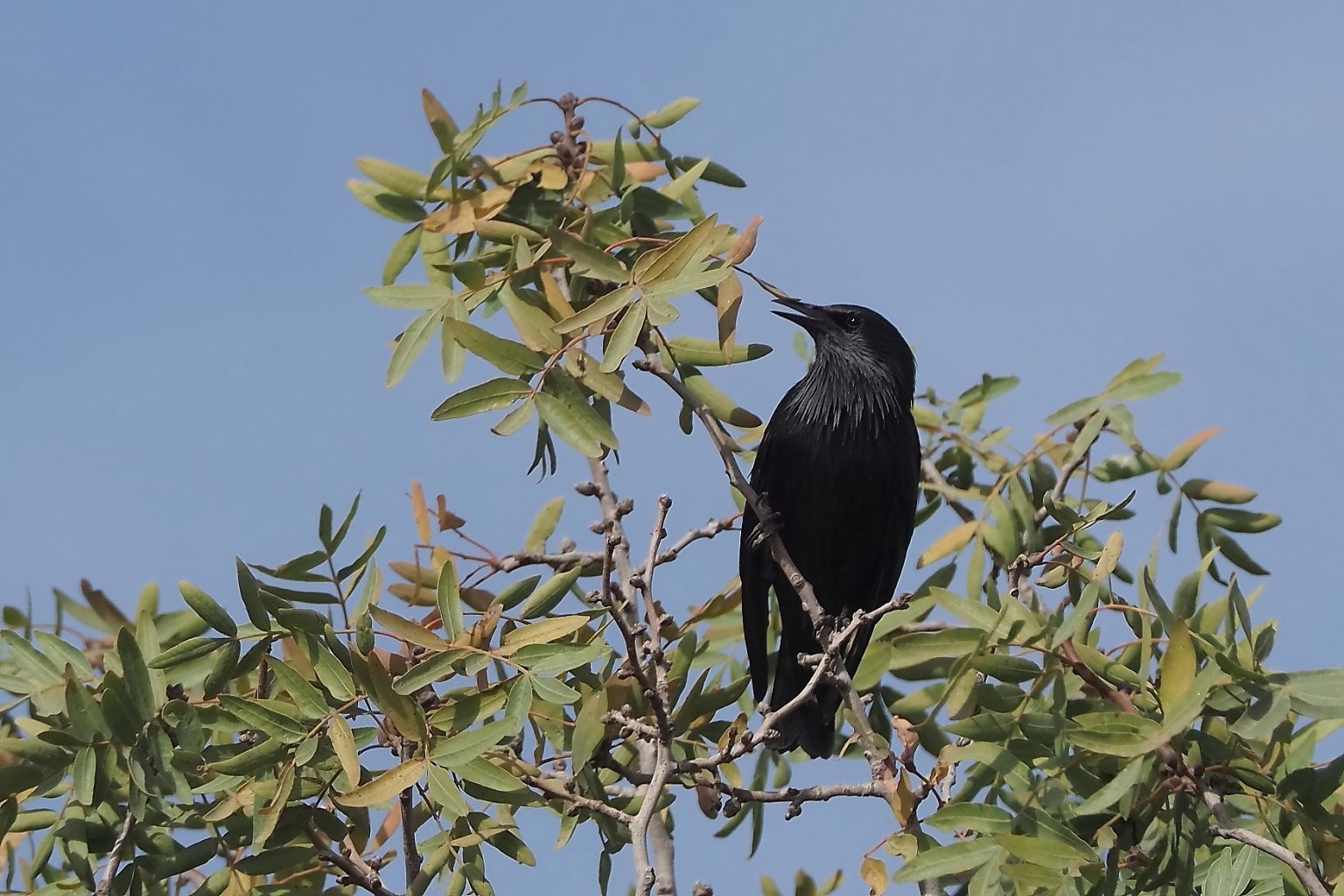 Moroccan Birds Are Cool - 10,000 Birds