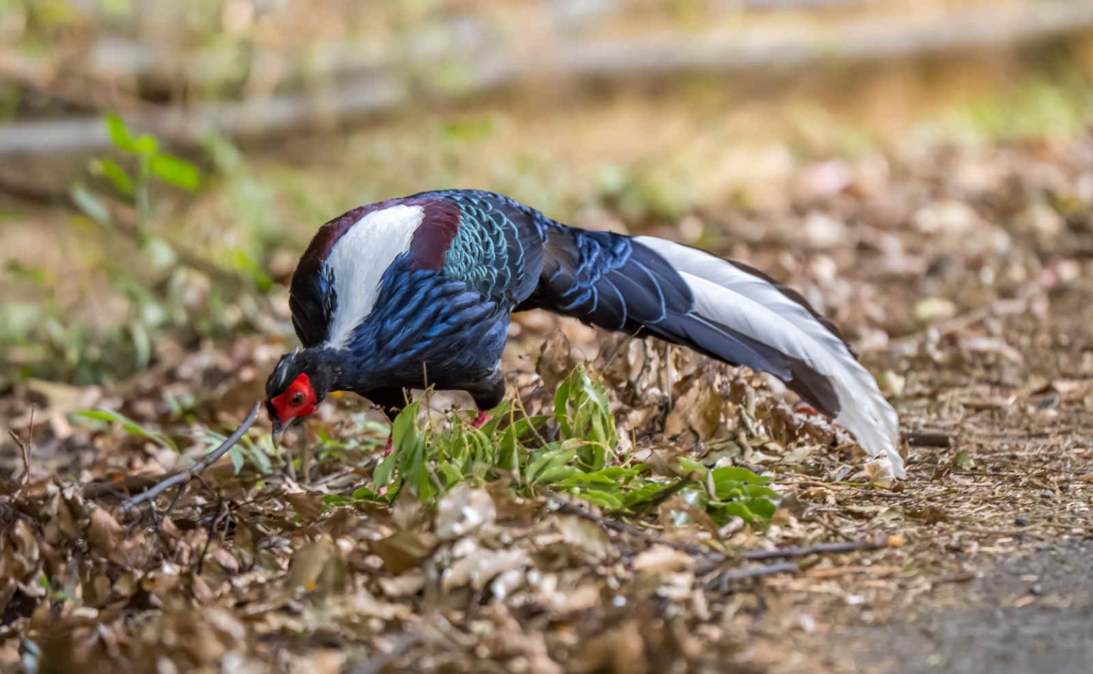 Species Spotlight: Swinhoe’s Pheasant - 10,000 Birds