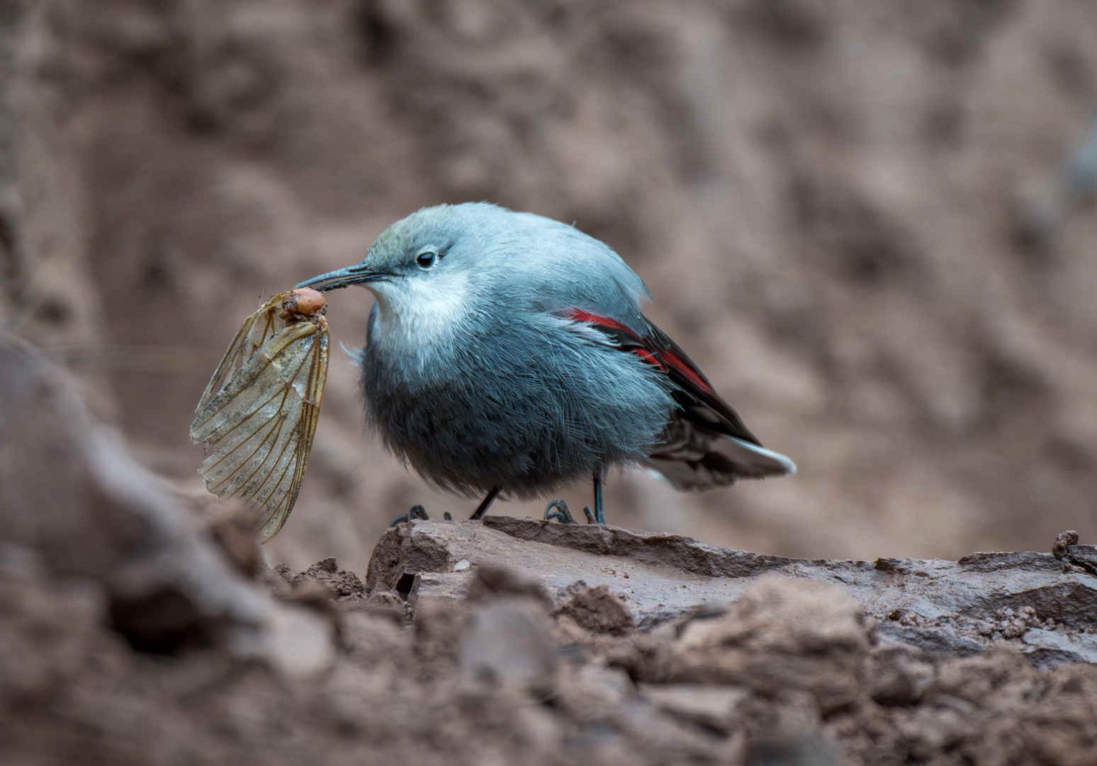 Species Spotlight: Wallcreeper - 10,000 Birds