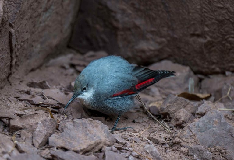 Species Spotlight: Wallcreeper - 10,000 Birds