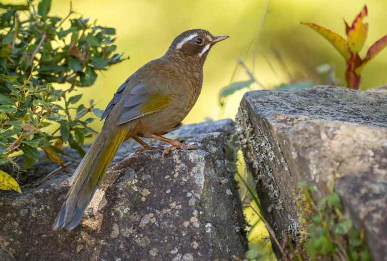 Species Spotlight: White-whiskered Laughingthrush - 10,000 Birds